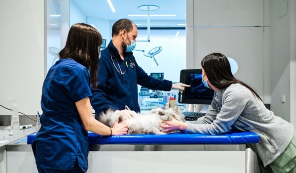 Top 10 Veterinary Universities In Australia | IMM Consult UAE
